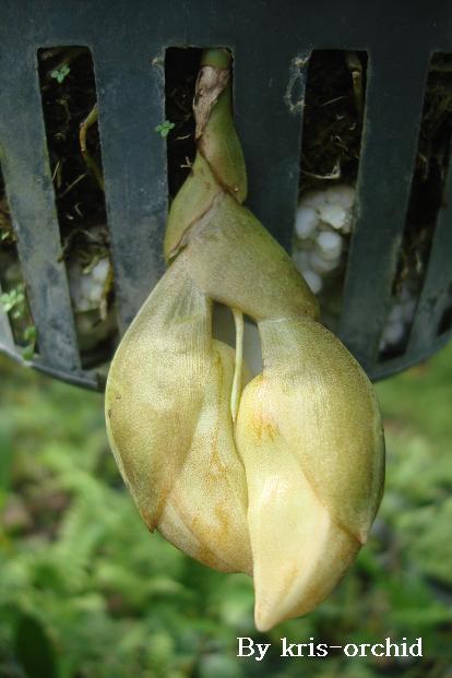 Stanhopea candida