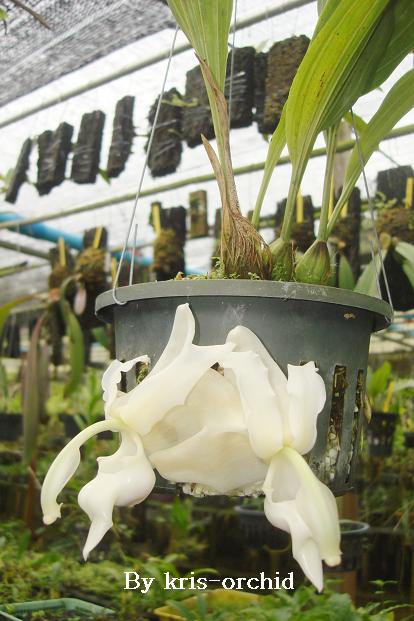Stanhopea candida