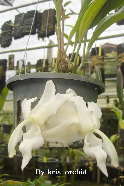 Stanhopea candida