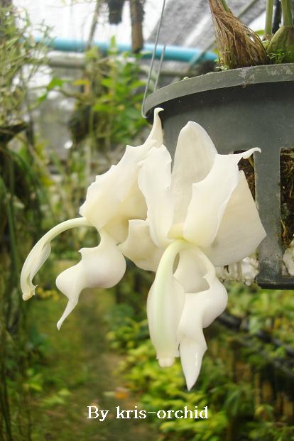 Stanhopea candida