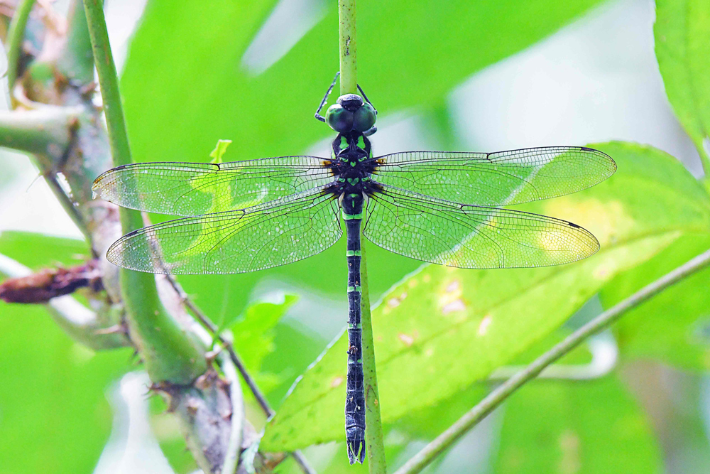 แมลงปอยักษ์