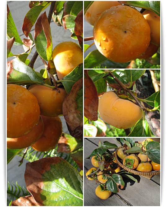 Temperate Fruit Online: Fruit