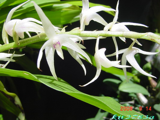 เอื่อง ดาวเรียง Eria javanica (Sw.) Blume