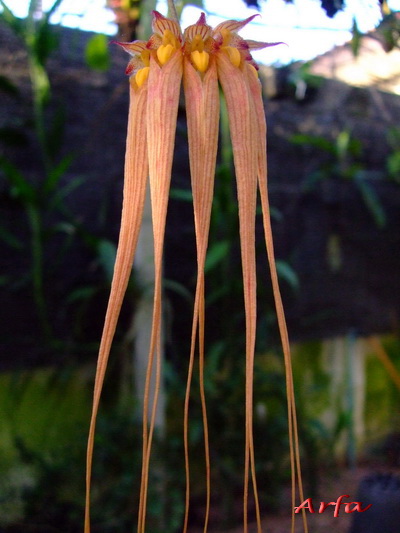 Bloggang.com : : Bulb.arfa - Bulb.longissimum