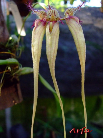 Bulb.fascination