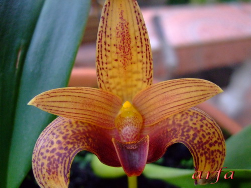 Bulb.sumatranum (cameron # 1)