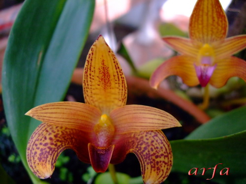 Bloggang.com : : Bulb.arfa