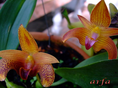 Bulb.sumatranum (cameron) ,Bulb.claptonense