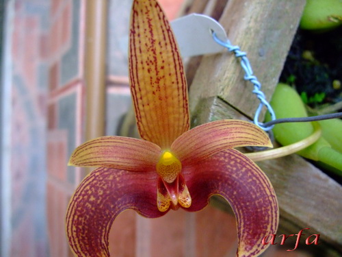 Bulb.sumatranum (cameron#2)