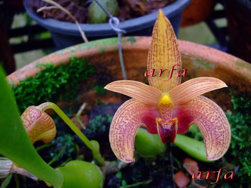 Bloggang.com : : Bulb.arfa - Bulb.sumatranum (cameron) #3
