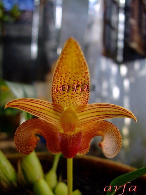 Bulb.claptonense x Bulb.sumatranum