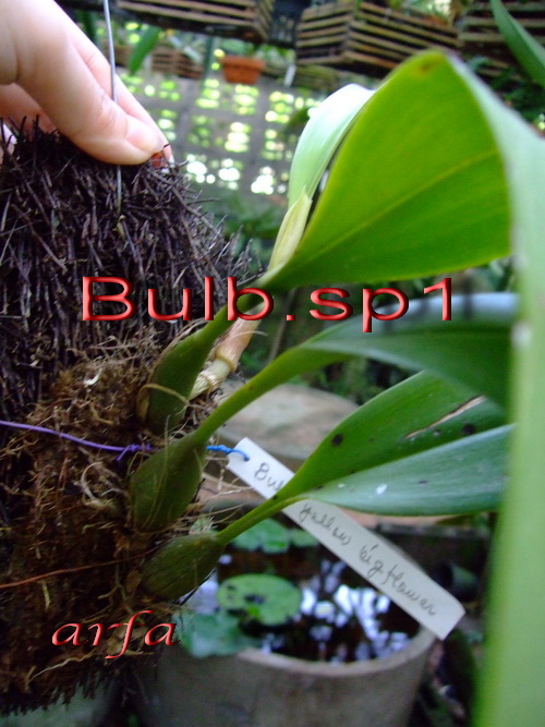 แบ่งจำหน่ายสิงโต Bulb. sp. จากฟิลิปปินส์ 3 ชนิด