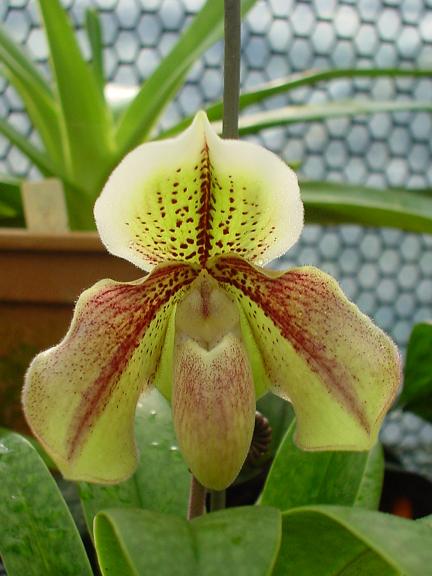 BlogGang.com : : krisorchid - Paph. bellatulum x exul