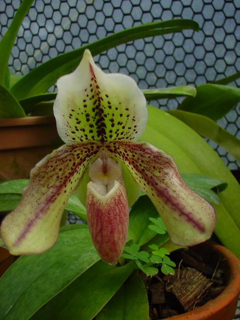 Paph. bellatulum x exul