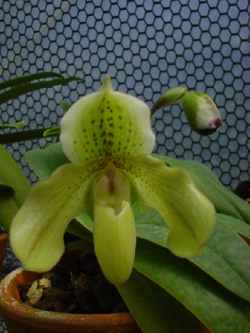 Paph. bellatulum x exul