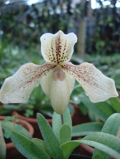 BlogGang.com : : krisorchid - Paph. bellatulum x exul