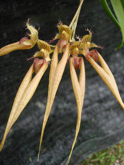 Bulb. fascinator x anandalei