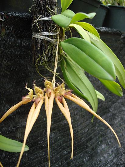 Bulb. fascinator x anandalei