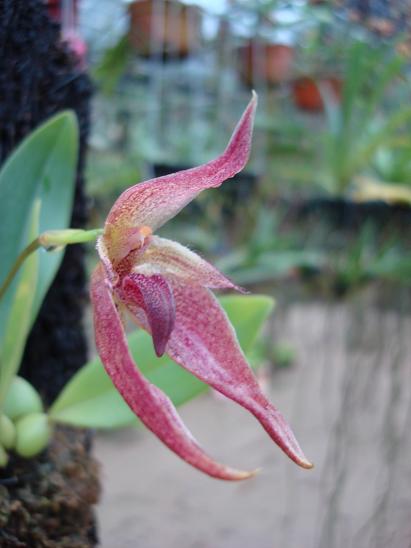 Bulb. mandibulare x fascinator