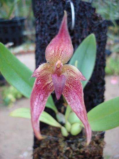 Bulb. mandibulare x fascinator