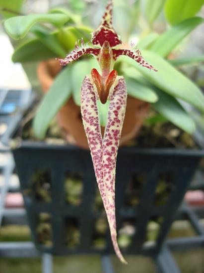 Bulb. fascinator x lasiochilum