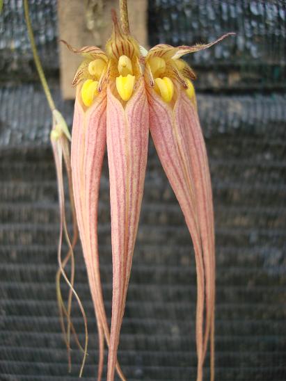 Bulbbophylum longissimum