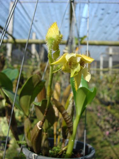 กล้วยไม้พันธุ์แท้ฟิลิปปินส์.....Dendrobium setigerum.....