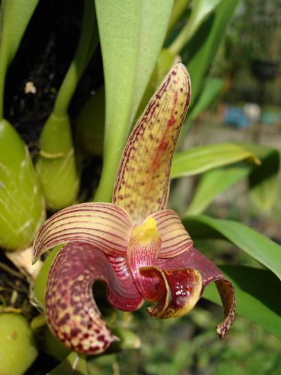 สิงโตพันธุ์แท้มาเลเซีย.....Bulbophyllum sumatranum..........