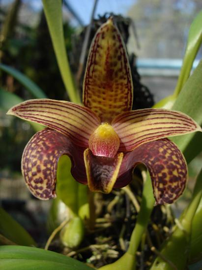 BlogGang.com : : krisorchid - ..........Bulbophyllum sumatranum..........