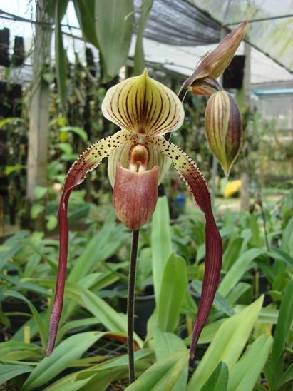 Paphiopedilum Shin - Yi Fireball..........