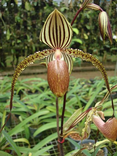 BlogGang.com : : krisorchid - ..........Paphiopedilum Sander ' s Pride ...