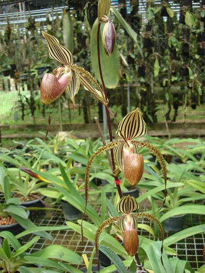 BlogGang.com : : krisorchid - ..........Paphiopedilum Sander ' s Pride ...