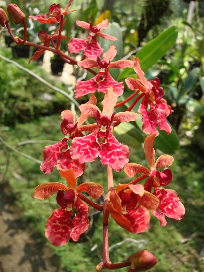Renanthera storei..........