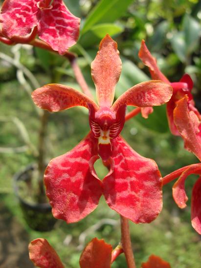 Renanthera storei..........