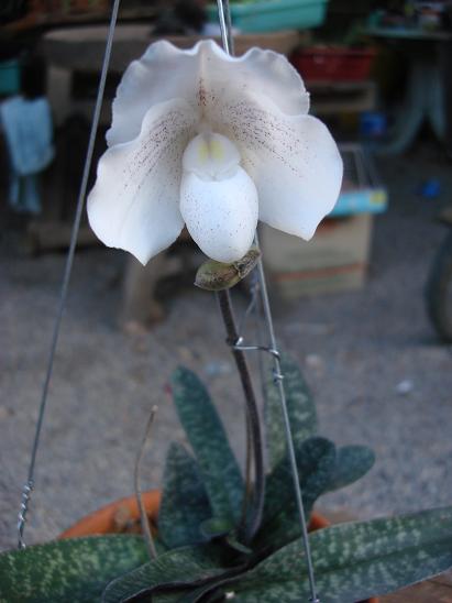 Paphiopedilum niveum..........