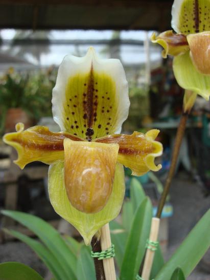 Paphiopedilum exul..........