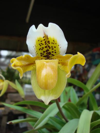 Paphiopedilum exul..........