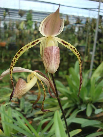 Paphiopedilum stonei..........