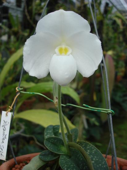 Paphiopedilum niveum var. alba..........