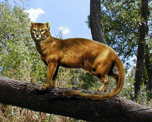 เรื่องน่ารู้ : ต้นตระกูลแมวยุคดึกดำบรรพ์