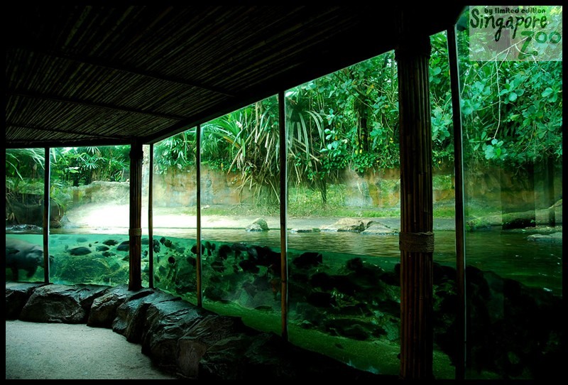 ไป Singapore zoo ดูสัตว์ แล้วนั่งเรือลัดไป Bintan Indonesia