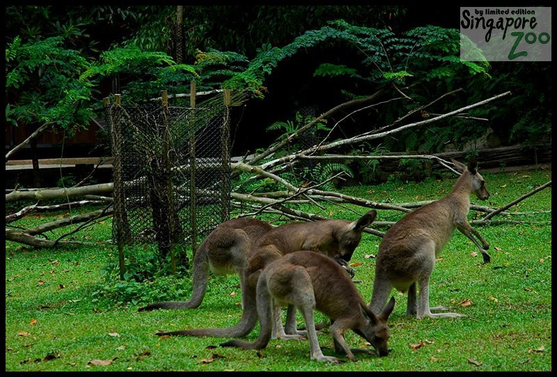 ไป Singapore zoo ดูสัตว์ แล้วนั่งเรือลัดไป Bintan Indonesia