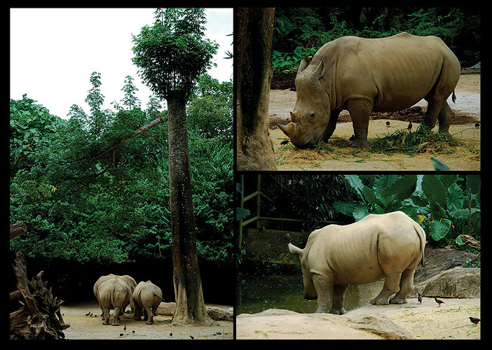 ไป Singapore zoo ดูสัตว์ แล้วนั่งเรือลัดไป Bintan Indonesia