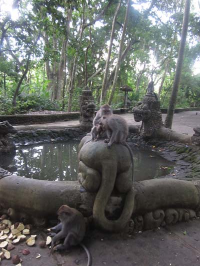 monkey forest