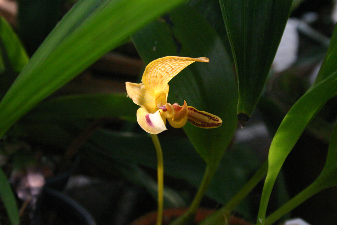 BlogGang.com : : Mr.Collection : Bulb. dearei