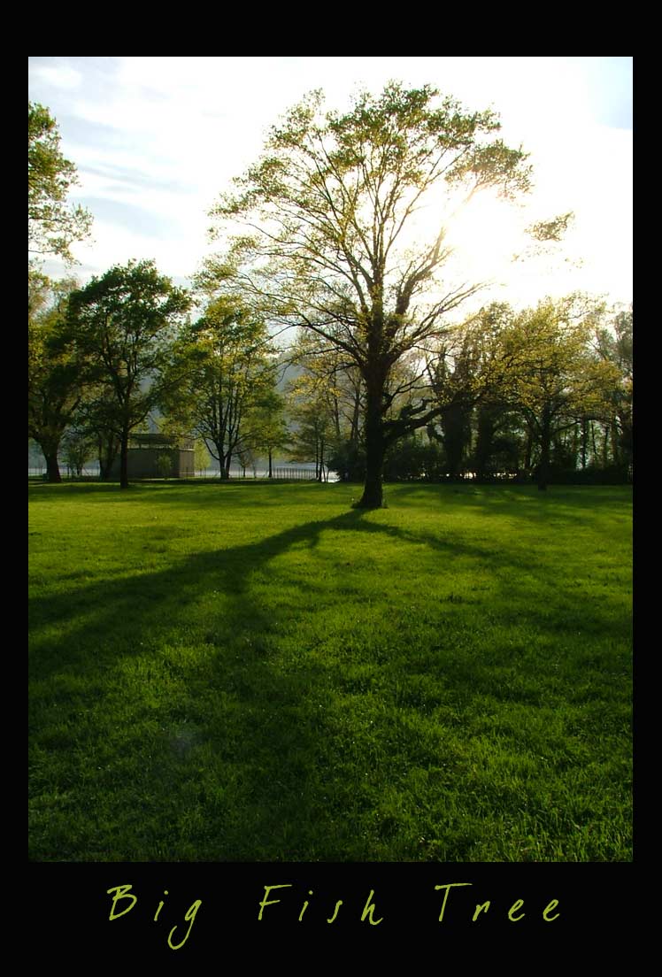 Big Fish Tree