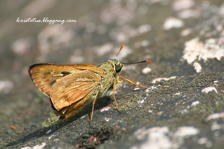 Halpe homolea ?- Id help please