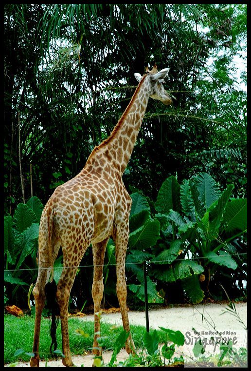ไป Singapore zoo ดูสัตว์ แล้วนั่งเรือลัดไป Bintan Indonesia