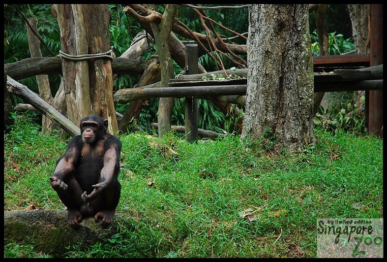 ไป Singapore zoo ดูสัตว์ แล้วนั่งเรือลัดไป Bintan Indonesia