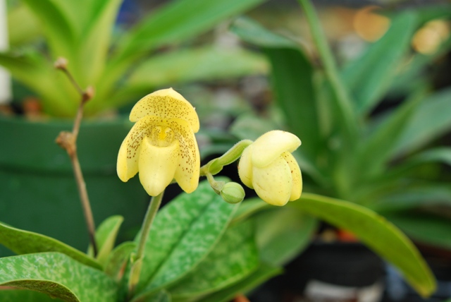 Paph. concolor_5